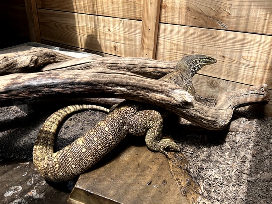 Adult Male Argus Monitor Other Monitor by AlekNajarian’sReptiles