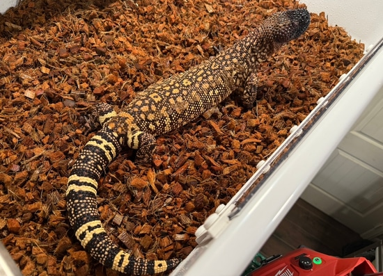 Mexican Beaded Lizard by AlekNajarian’sReptiles