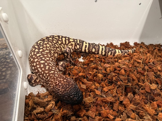 Heloderma Exasperatum Beaded Lizard by AlekNajarian’sReptiles