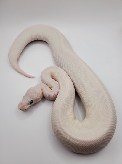 Blue Eyed Lucy Ball Python by Black Star Exotics