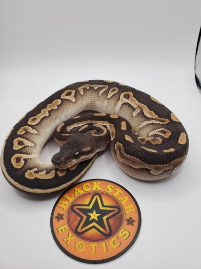 Cinnamon Mojave Ball Python by Black Star Exotics