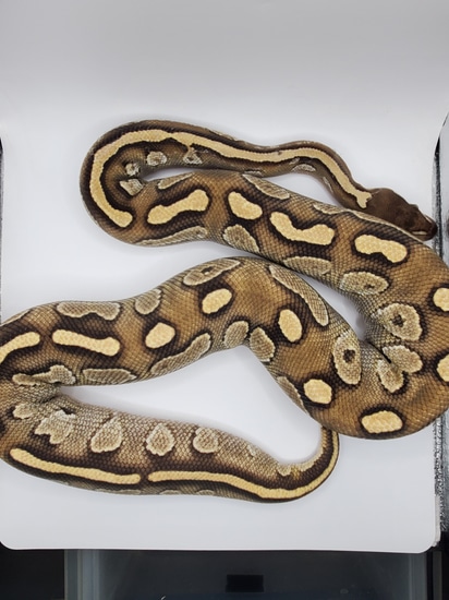 Black Head Orange Dream Lesser Jedi Ball Python by Black Star Exotics