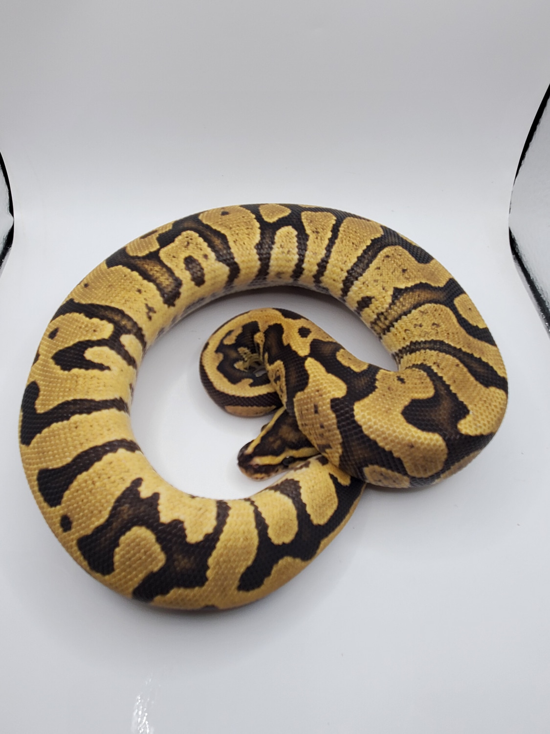 Confusion Fire Poss HRA Het Albino Ball Python by Black Star Exotics - MorphMarket