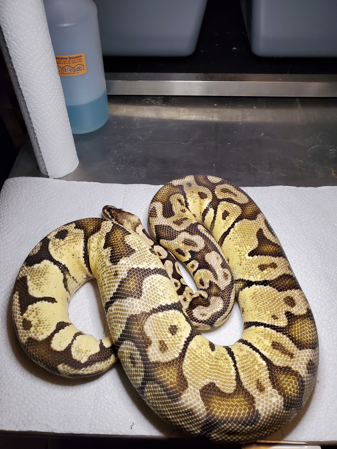 Pastel Vanilla Ball Python by Black Star Exotics - MorphMarket