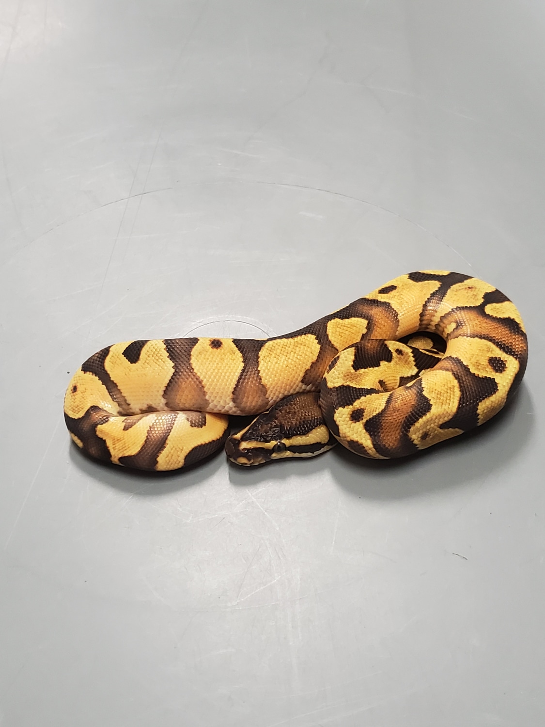 Orange Dream Enchi Yellowbelly Poss Het Hypo Ball Python by Alamo City ...