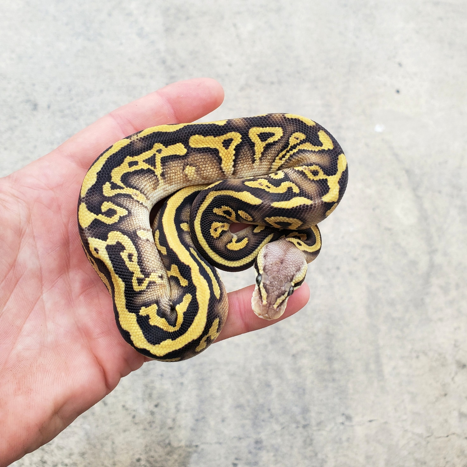 Chocolate Leopard Pastave 100% Het Clown Ball Python by Alamo City ...