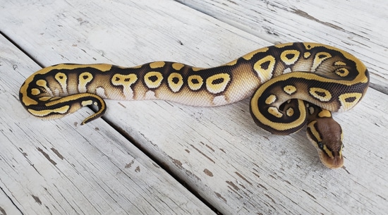 Pastel Chocolate Mojave 100% Het Clown Ball Python by Alamo City Reptiles