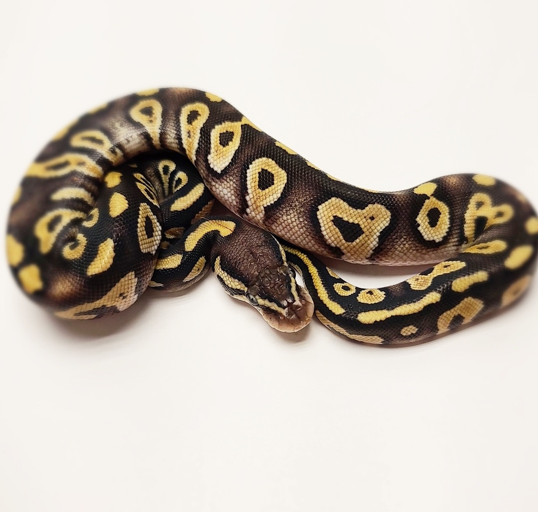 Pastel Chocolate Mystic Ball Python by Alamo City Reptiles - MorphMarket