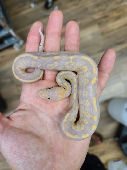 Super Chocolate Banana Ball Python by Alamo City Reptiles
