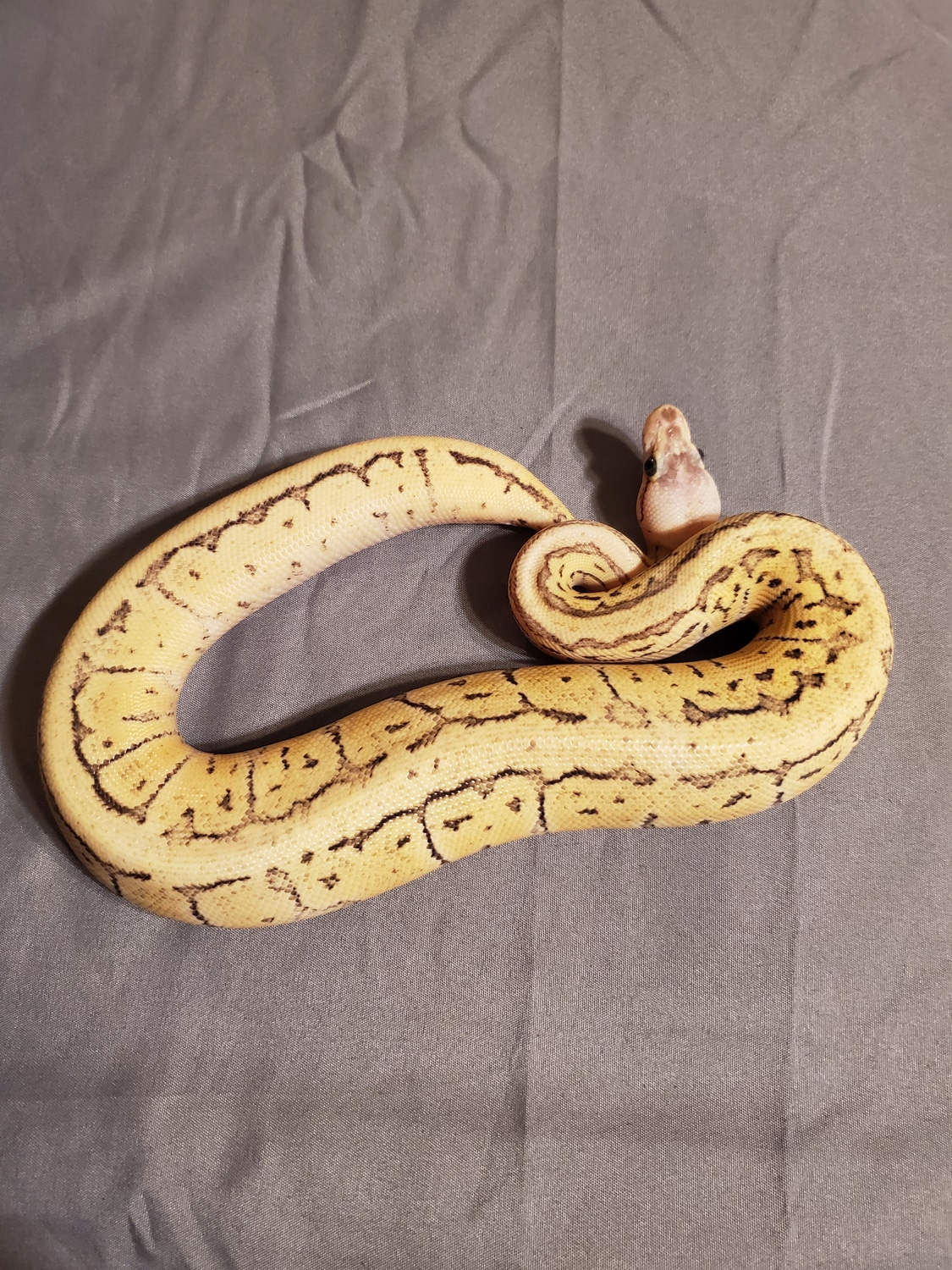 Fire Super Blast Ball Python by Classy Reptiles - MorphMarket