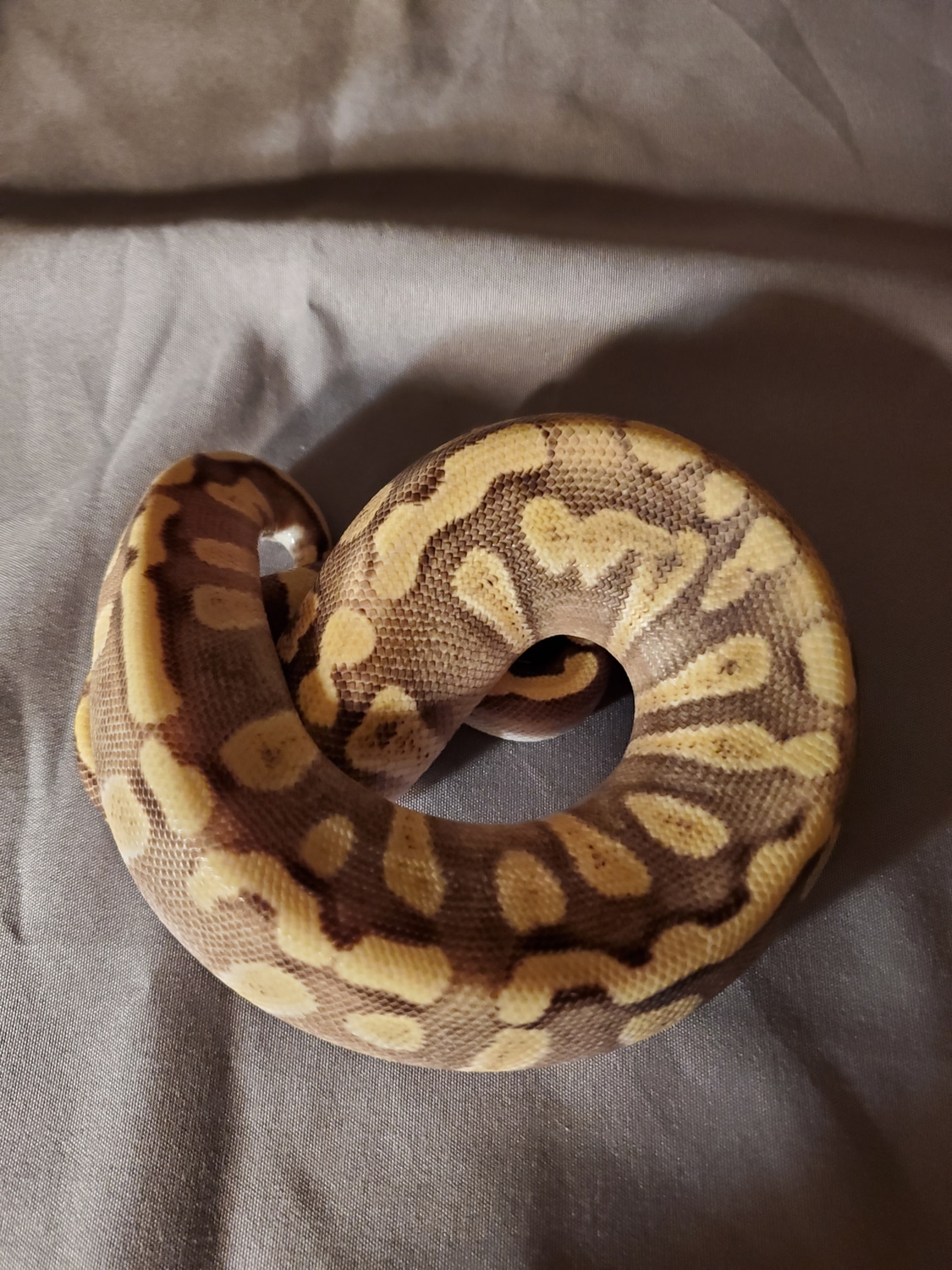 Pastel Enchi GHI Mojave Ball Python by Classy Reptiles - MorphMarket