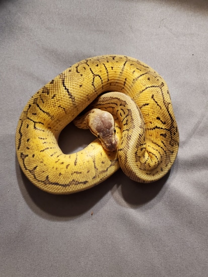 Superblast Ball Python by Classy Reptiles