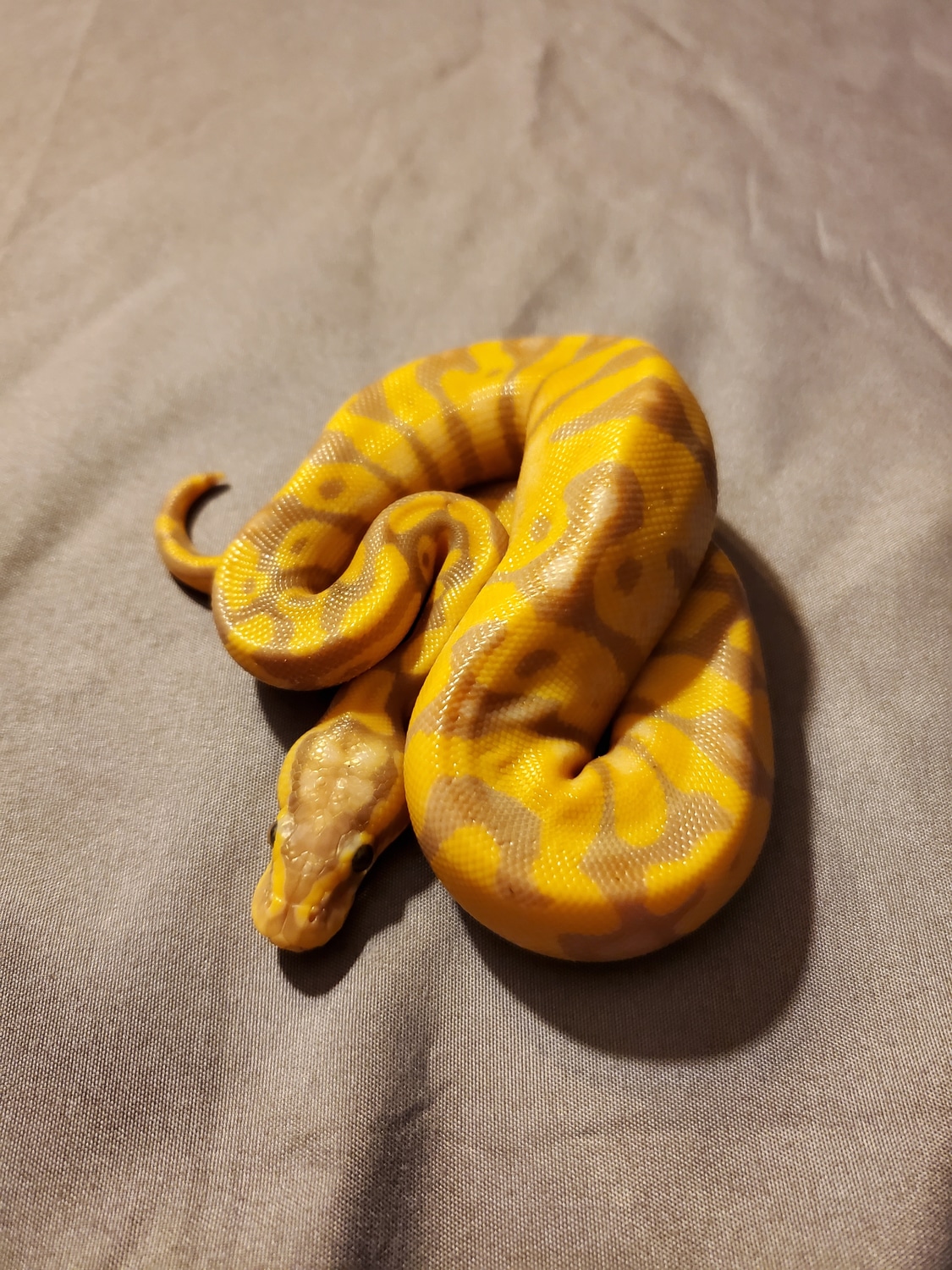 Banana Pastel Enchi Ball Python by Classy Reptiles - MorphMarket