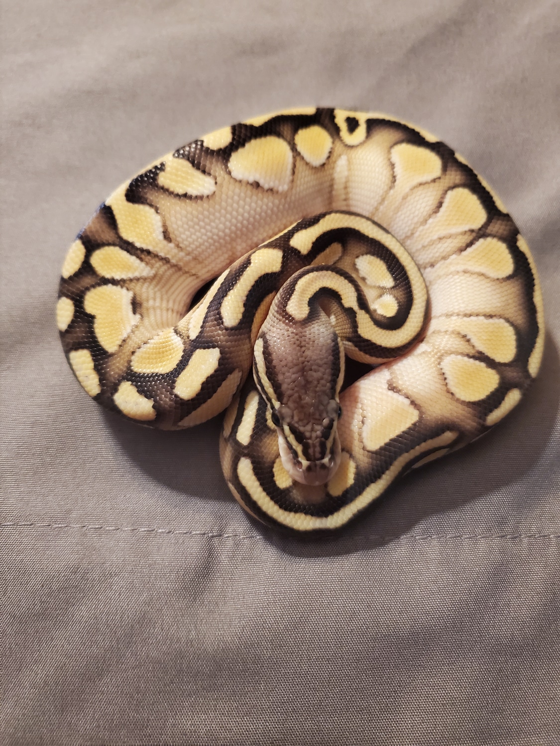 Pastel Lesser Ball Python by Classy Reptiles - MorphMarket