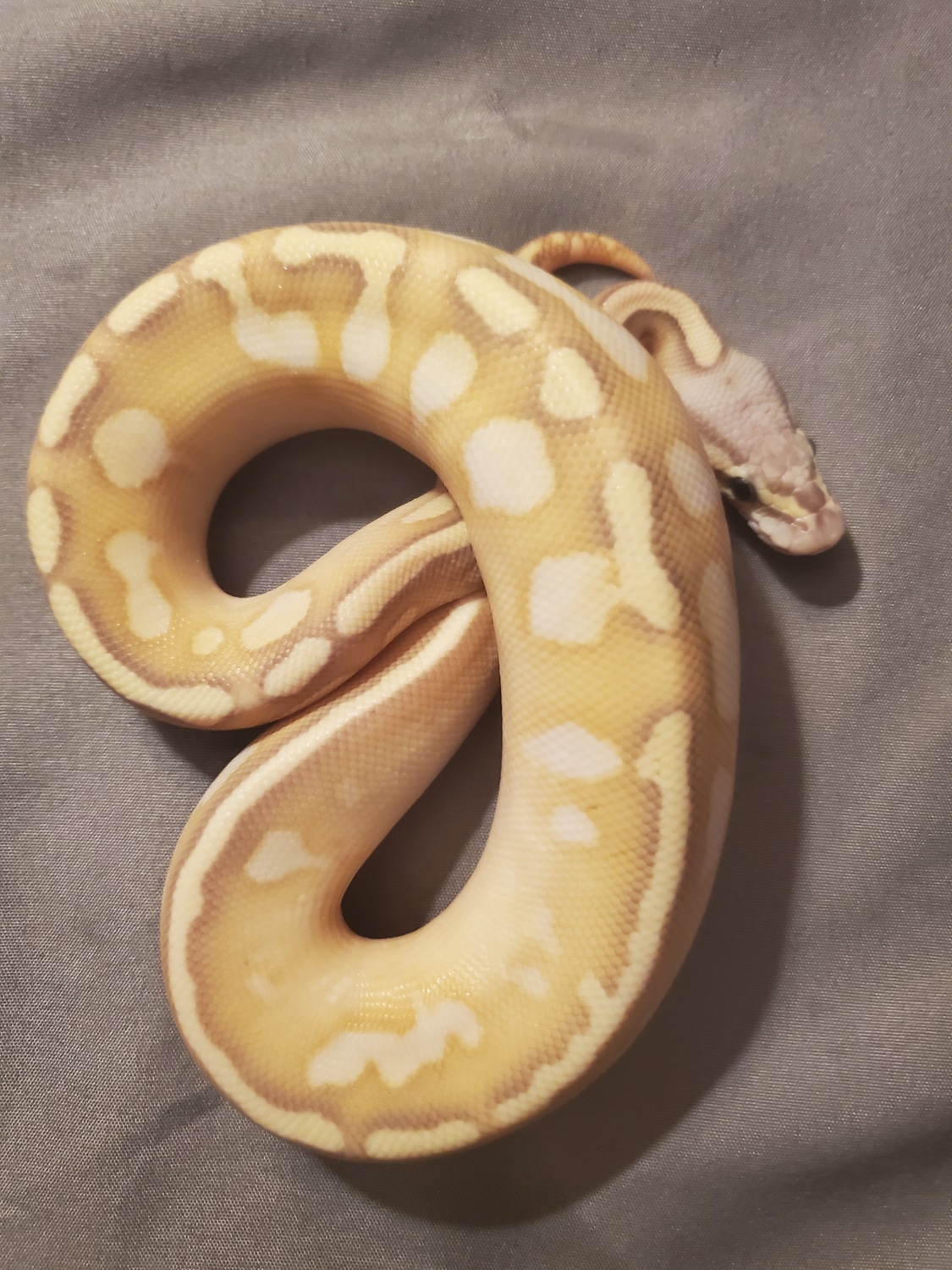 Banana Lesser Pastel Calico Surge Ball Python by Classy Reptiles ...