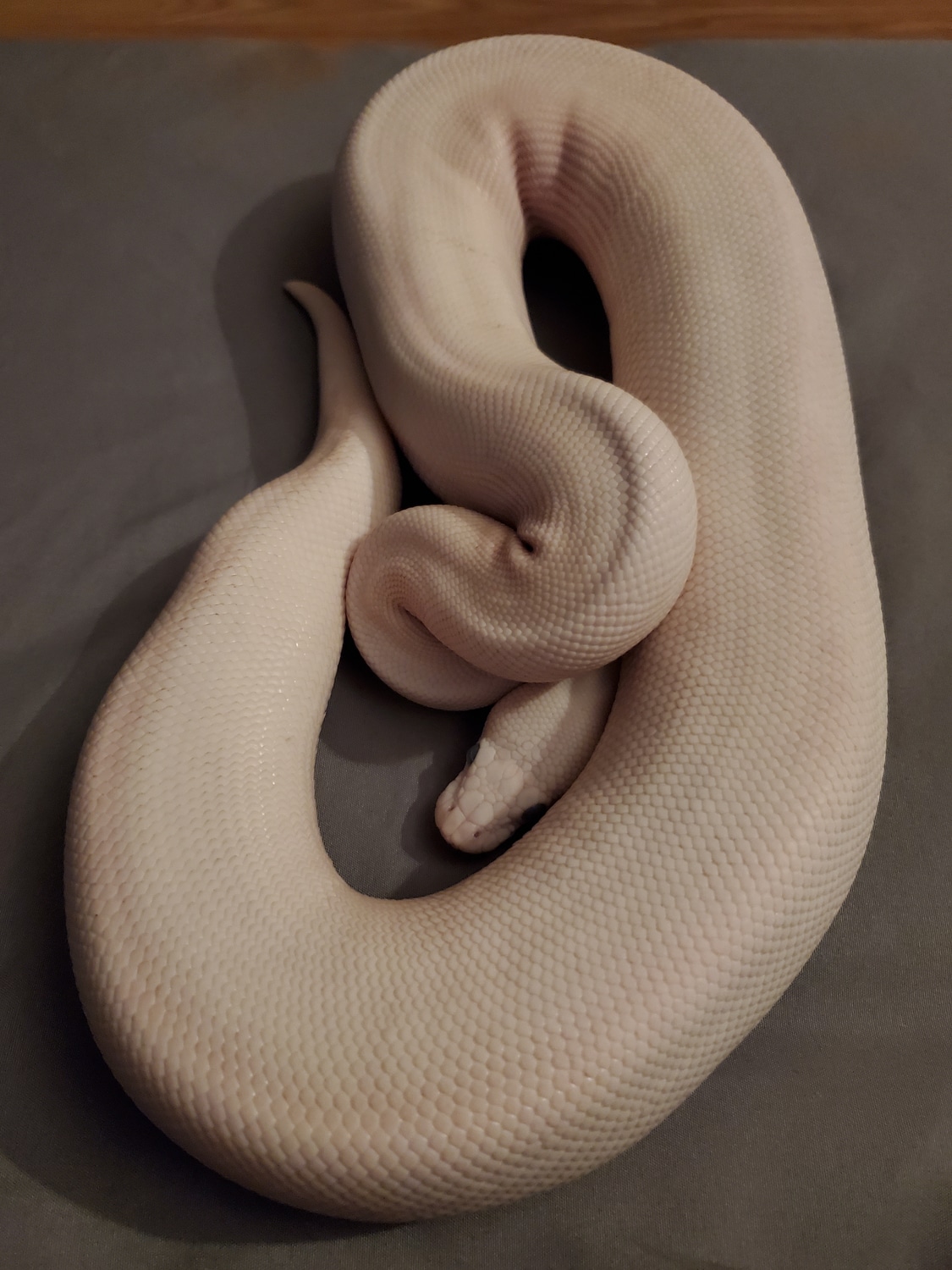 Blue Eyed Lucy Ball Python by Classy Reptiles - MorphMarket