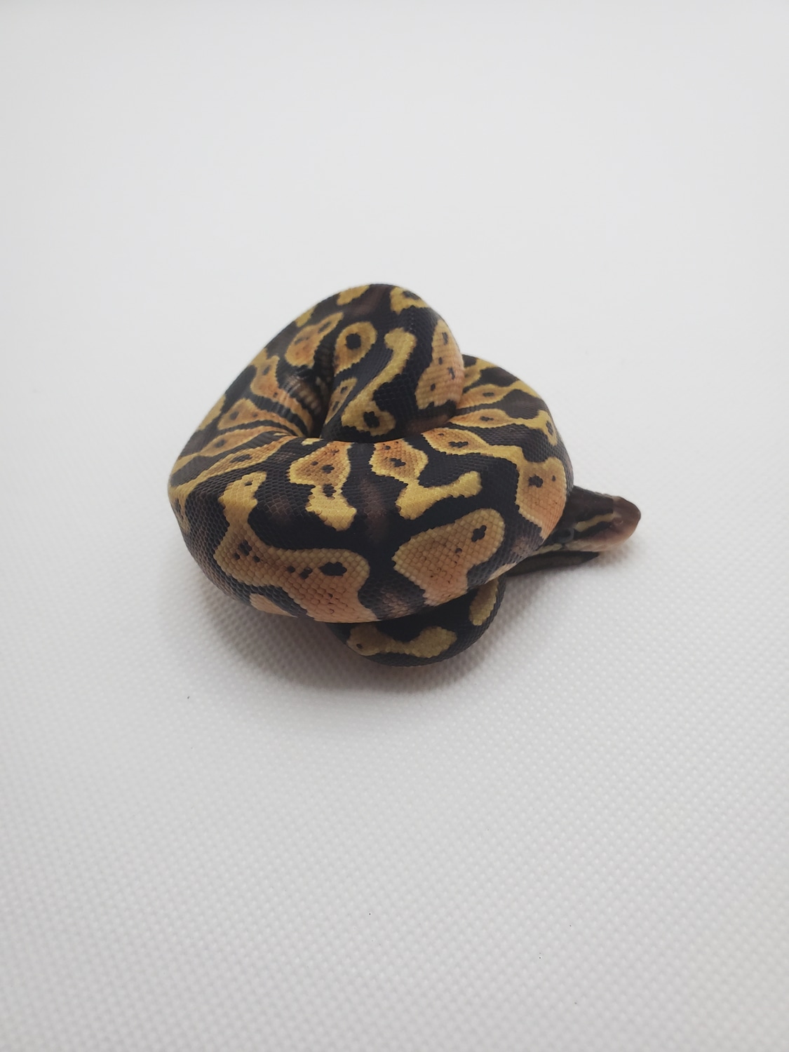 Pastel Nanny Ball Python by Classy Reptiles - MorphMarket