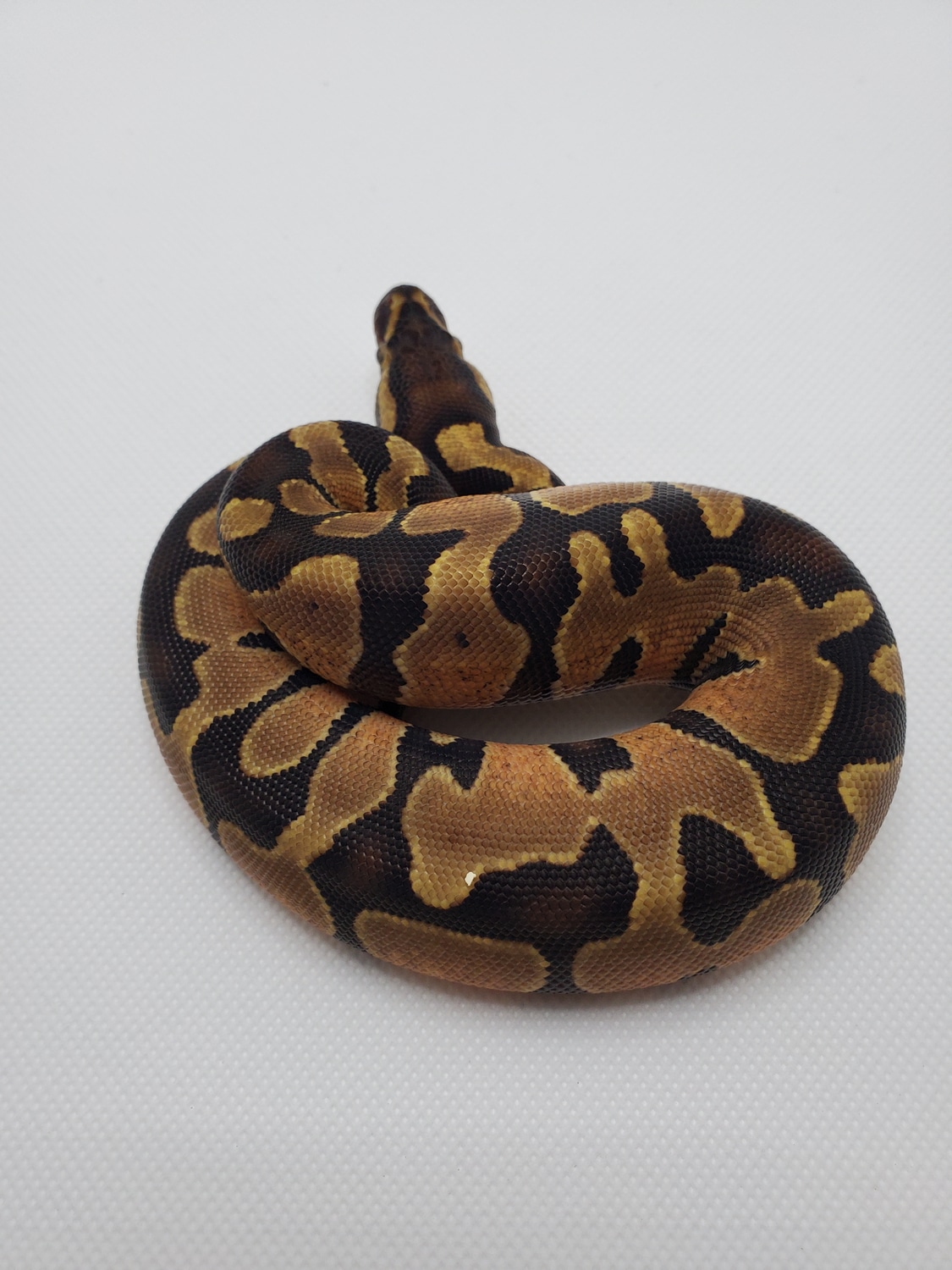 Enchi Ball Python by Classy Reptiles - MorphMarket