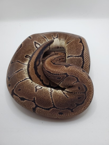 Pinstripe Ball Python by Classy Reptiles