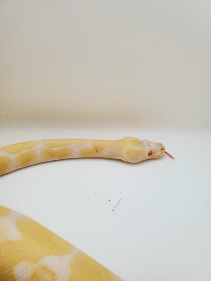 Albino Scaleless Head Ball Python by Classy Reptiles