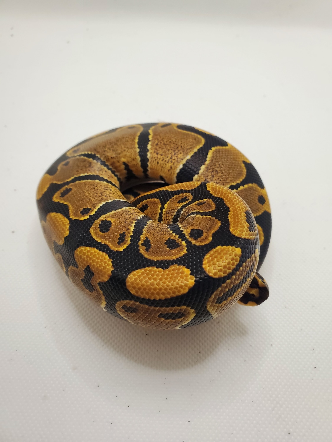 Normal Ball Python by Classy Reptiles - MorphMarket