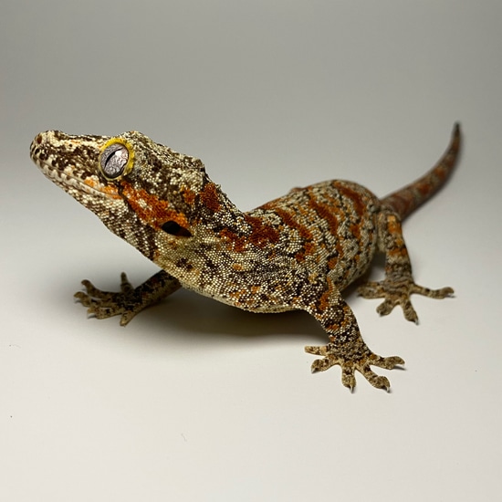 Red Super Blotch (Ember) Gargoyle Gecko by AG Exotics