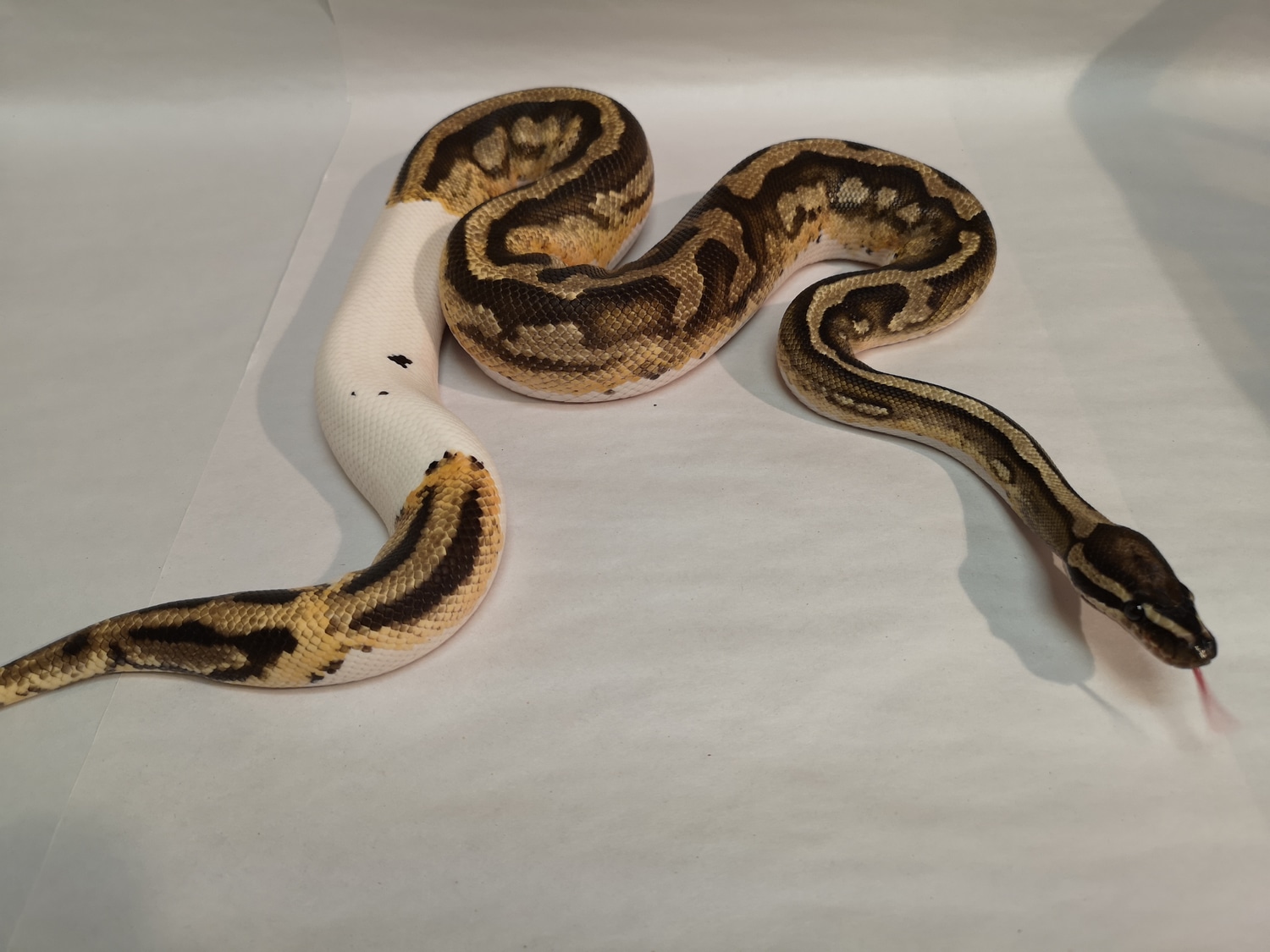 Yellowbelly Pied Het Desert Ghost Ball Python by Alan Areff - MorphMarket
