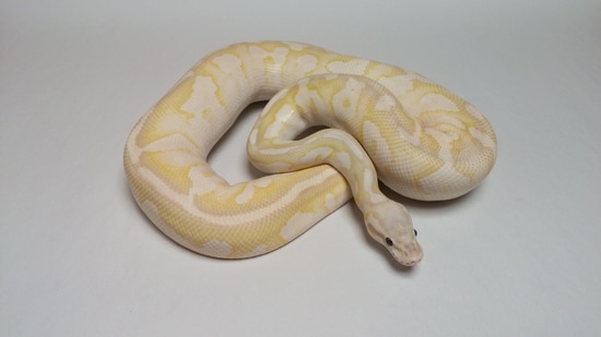 Butterfly Ultramel Ball Python by Alan Areff