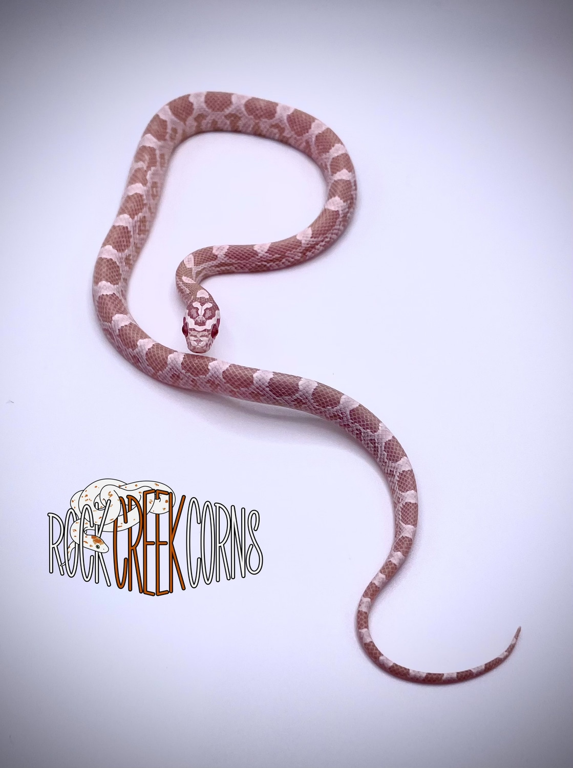 Coral Snow Corn Snake by Rock Creek Corns - MorphMarket