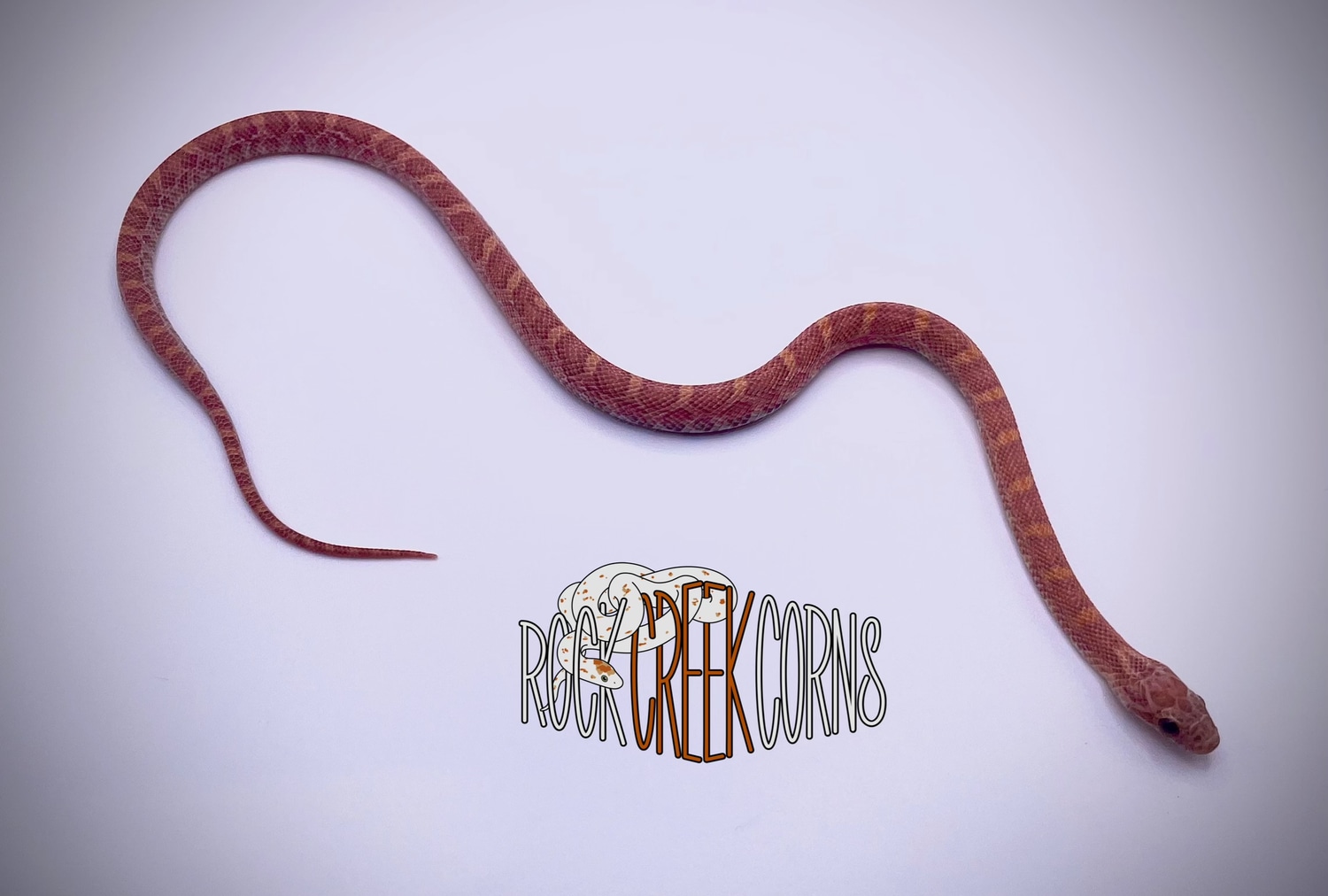Orchid Corn Snake by Rock Creek Corns - MorphMarket