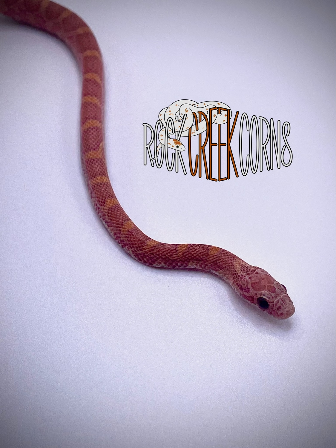 Orchid Corn Snake by Rock Creek Corns - MorphMarket