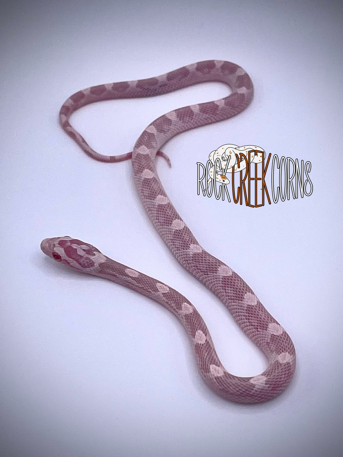 Coral Halo Snow Motley Corn Snake by Rock Creek Corns - MorphMarket