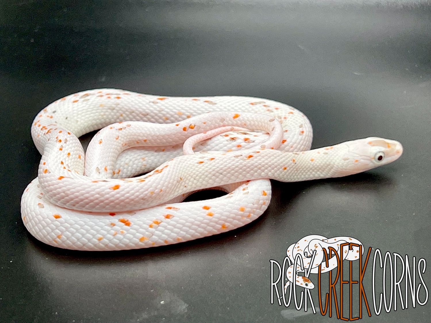 2022 Male Classic Palmetto - Perfect Eyes!!! Corn Snake by Rock Creek ...