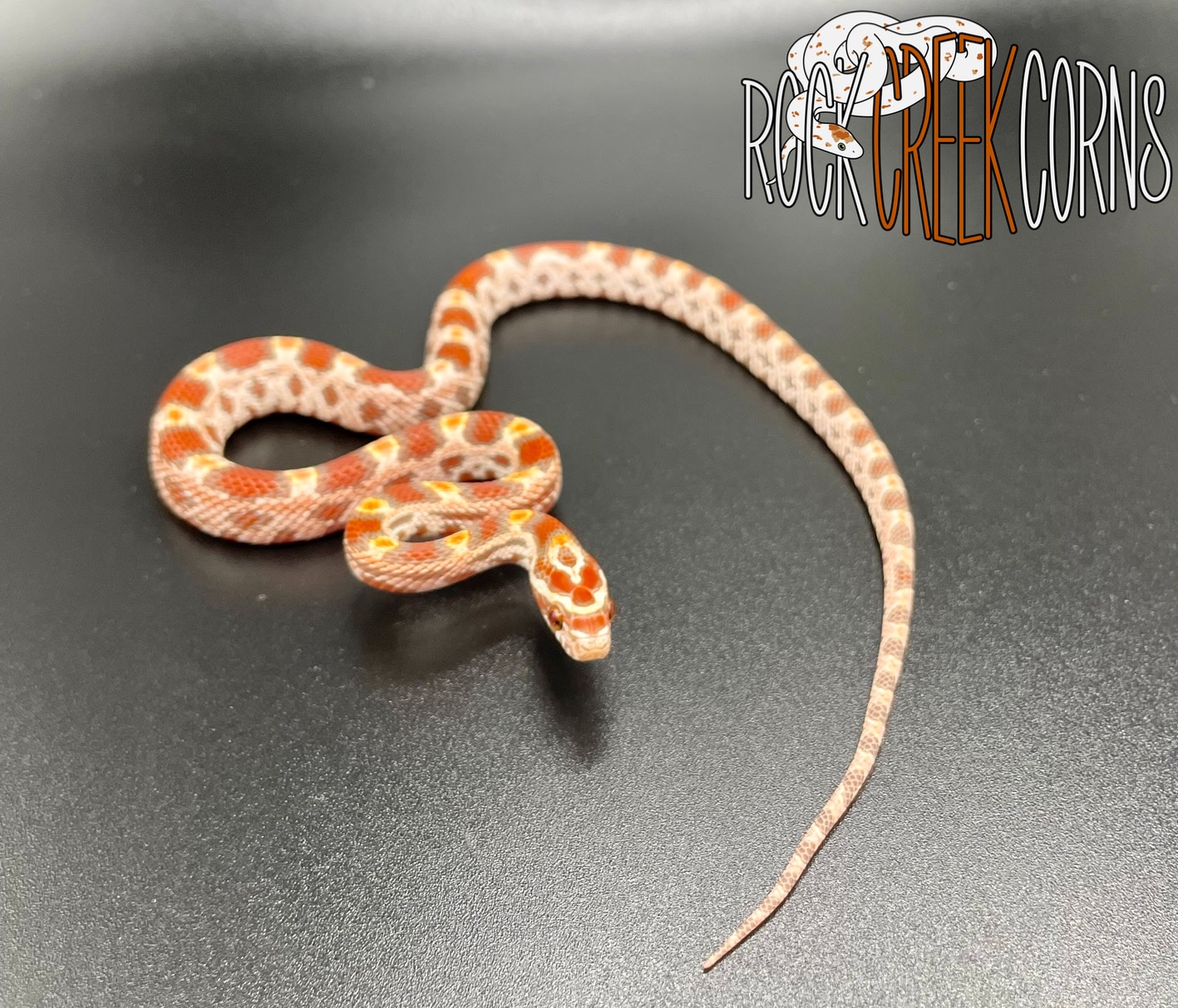 ‘23 Male Abbott-line Ultramel Okeetee Corn Snake by Rock Creek Corns - MorphMarket