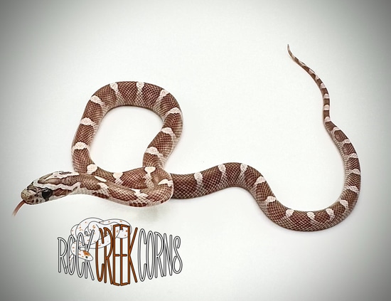 Red Factor Ultramel Anery Motley Corn Snake by Rock Creek Corns
