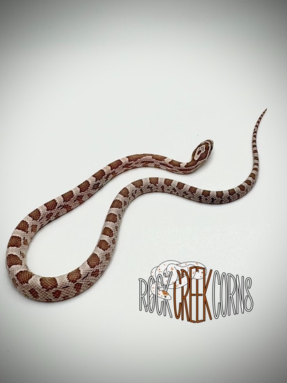 Red Factor Ultramel Anery Corn Snake by Rock Creek Corns