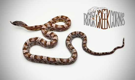 Sunkissed Dilute Anery Breeder Kit - PRICE DROP Corn Snake by Rock Creek Corns