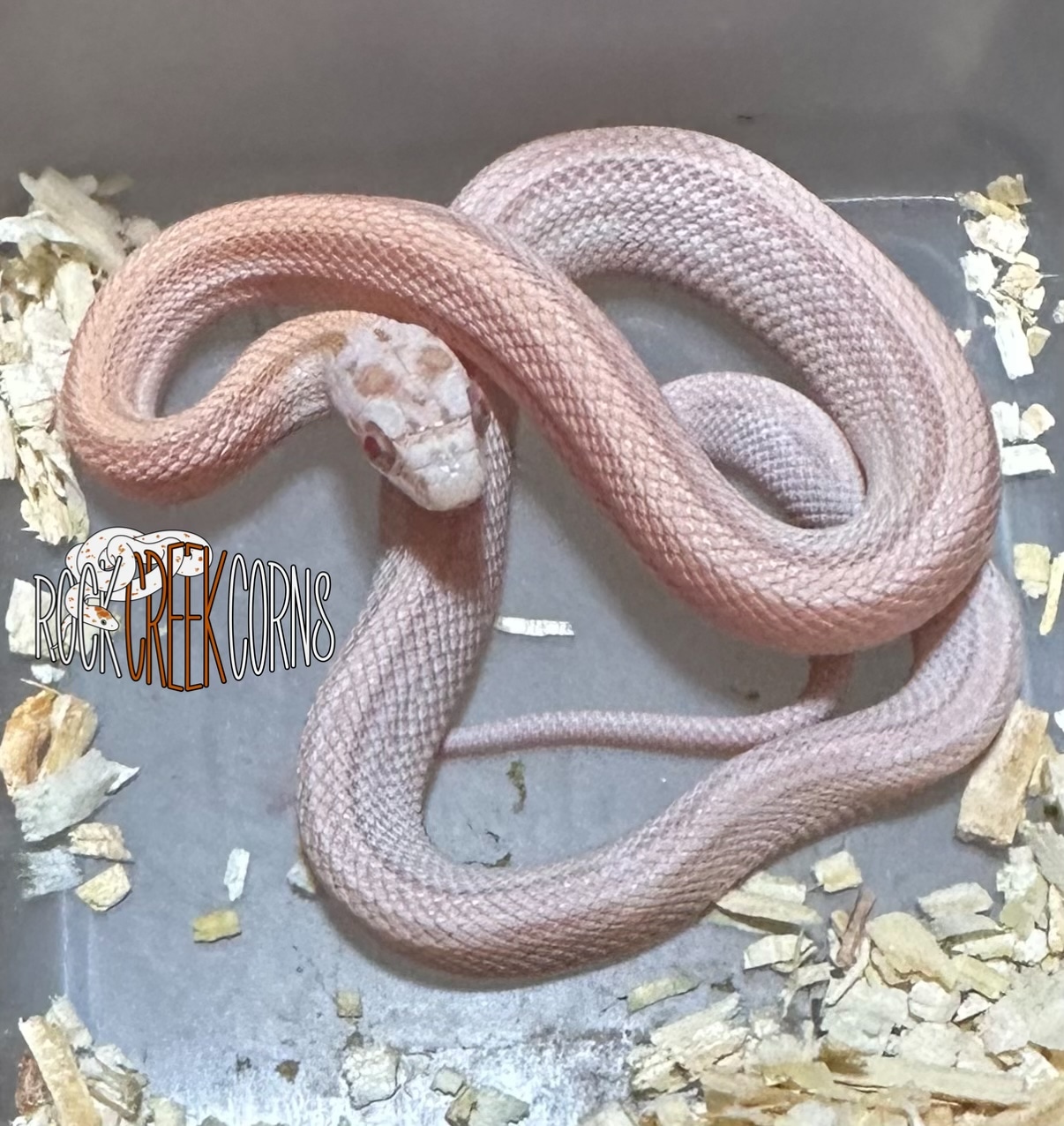 Mandarin Motley Corn Snake by Rock Creek Corns - MorphMarket