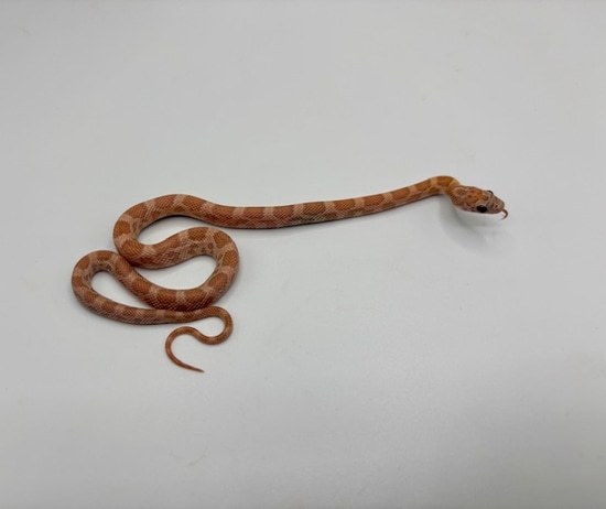 Orchid Corn Snake by Rock Creek Corns
