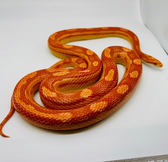 Fanta Corn Snake by Rock Creek Corns