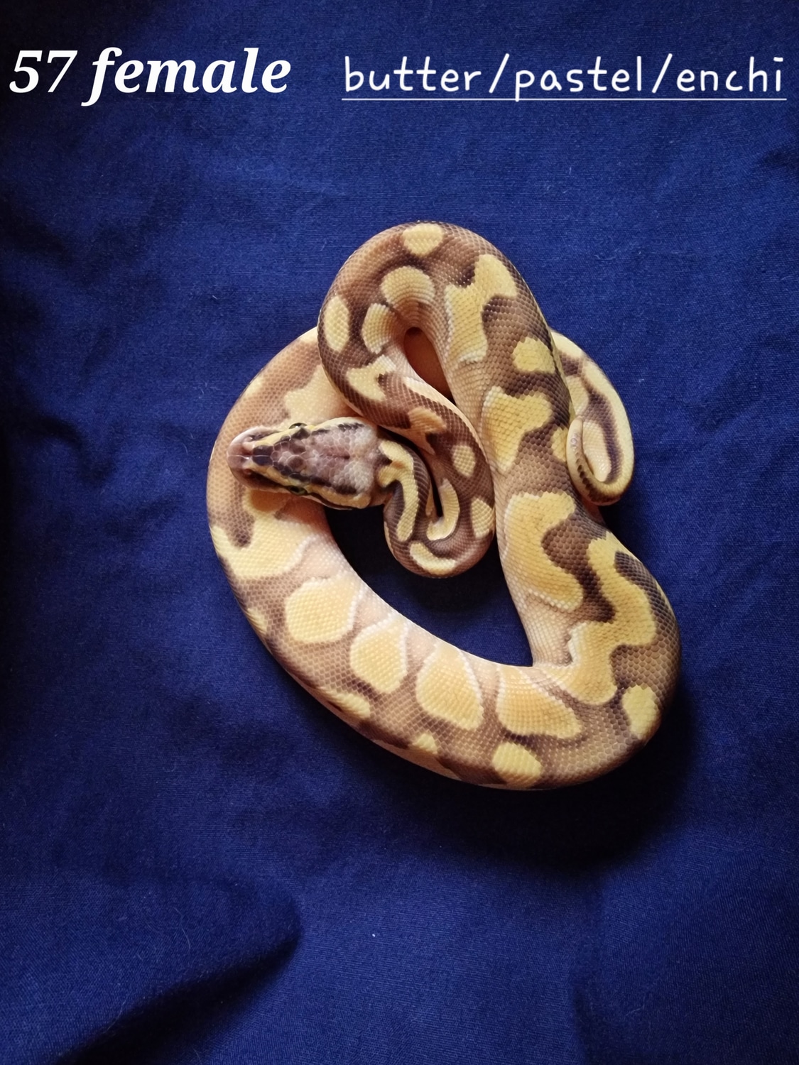 Butter/pastel/enchi Ball Python by A & S Serpents - MorphMarket