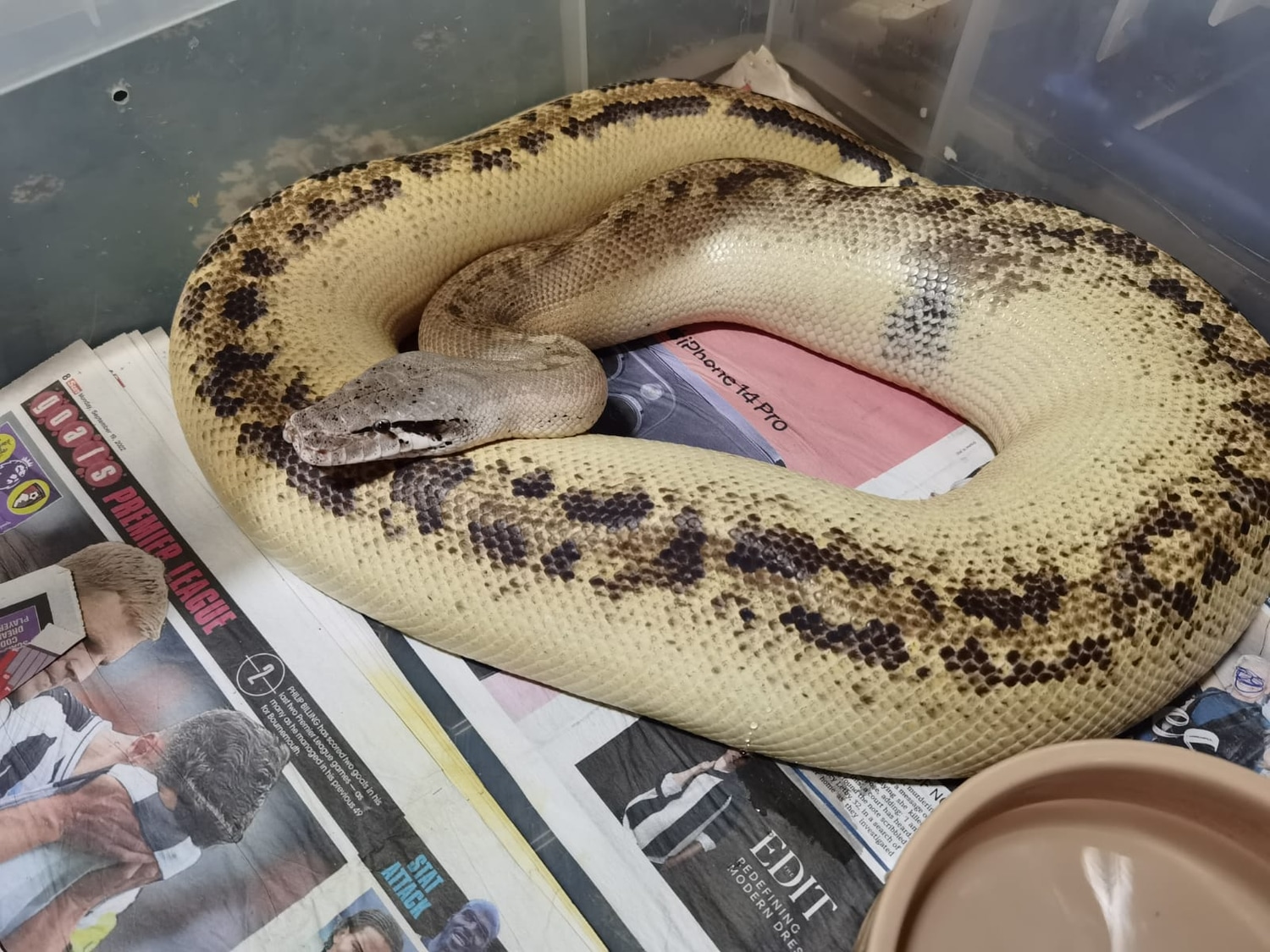 Ivory Blood Python by A & S Serpents - MorphMarket