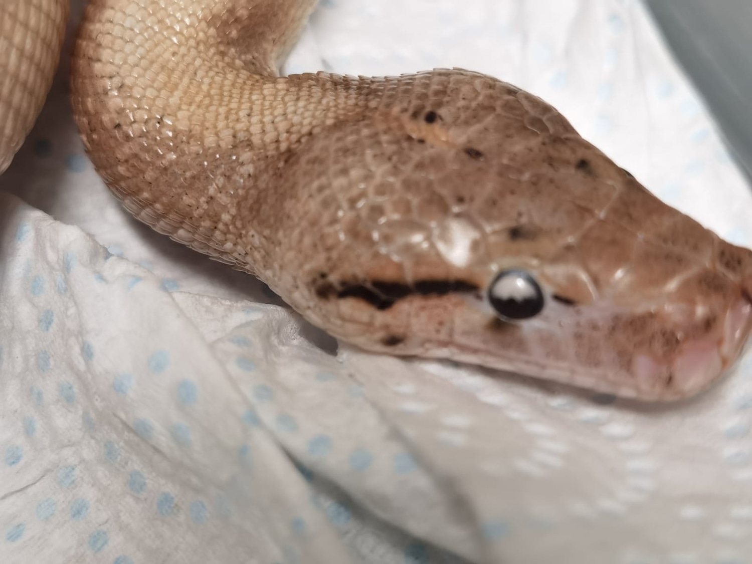 Ivory Blood Python by A & S Serpents - MorphMarket