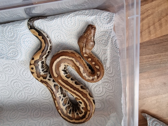 Matrix Blood Python by A & S Serpents