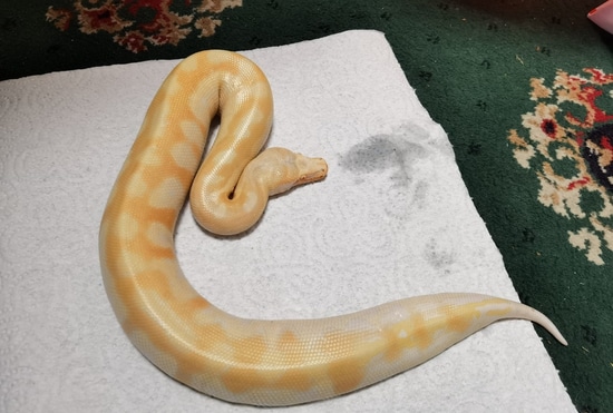 T Neg Blood Python by A & S Serpents