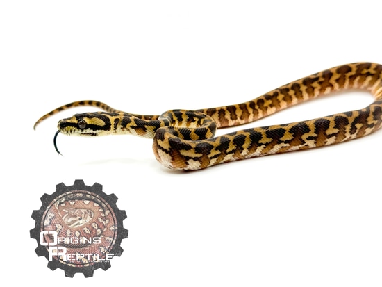 Pure Papuan Carpet Pythons Irian Jaya Carpet Python by Origins Reptile