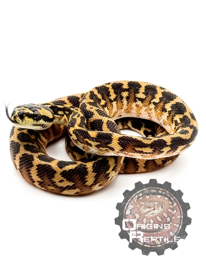 Pure Papuan Carpet Pythons Irian Jaya Carpet Python by Origins Reptile