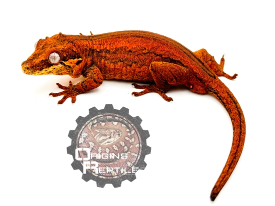 Super Red Gargoyle Gecko by Origins Reptile