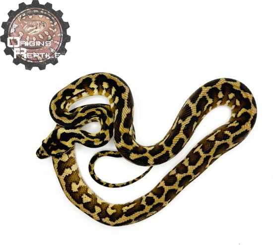 Irian Jaya (West Papuan) Irian Jaya Carpet Python by Origins Reptile