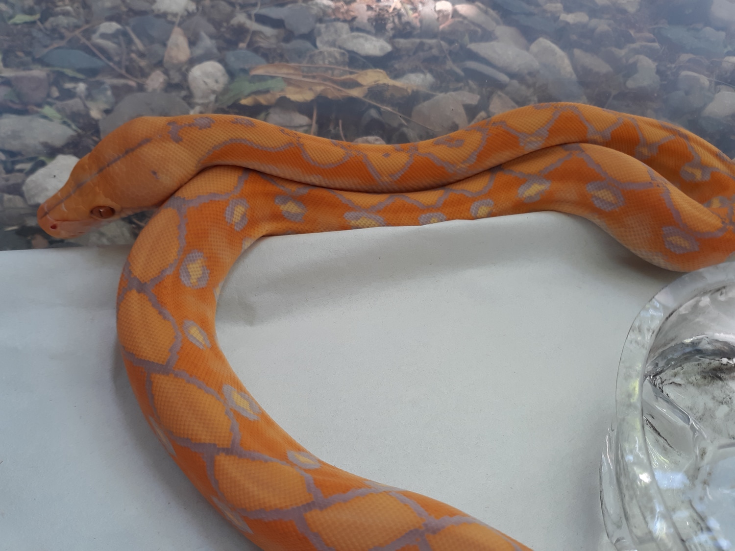 Purple Sunfire Reticulated Python by Alareptiles - MorphMarket